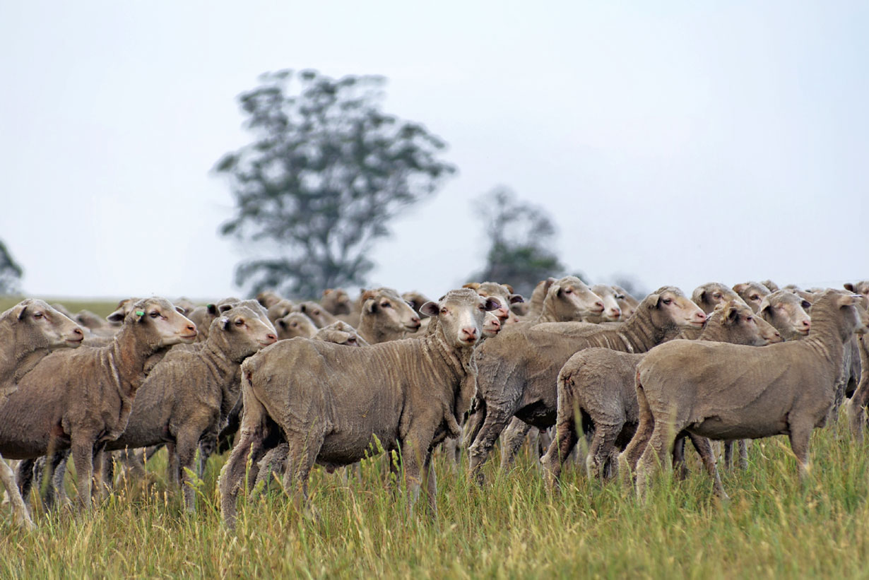 "Carinya" - MacDougall Rural Property