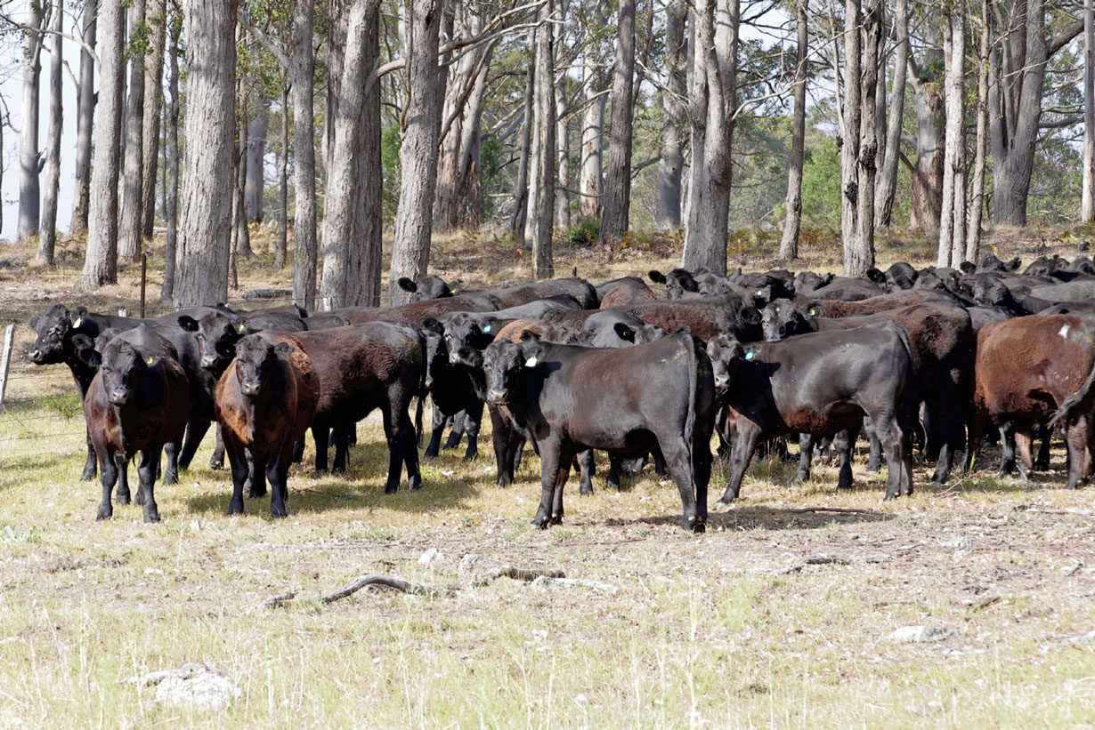"Carinya" - MacDougall Rural Property