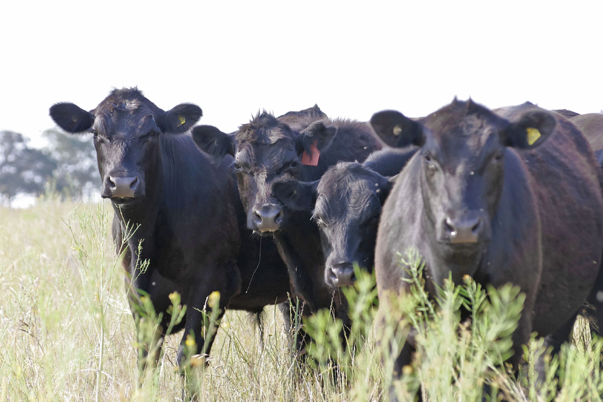 "Carinya" - MacDougall Rural Property