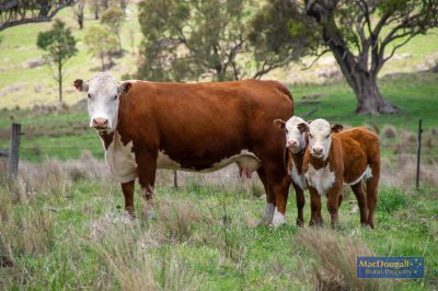 "Fassifern" - MacDougall Rural Property