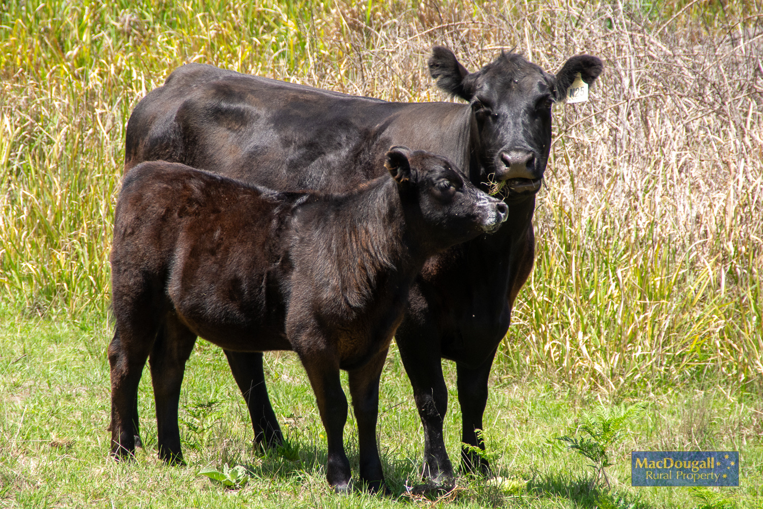 "Inverinate" - MacDougall Rural Property